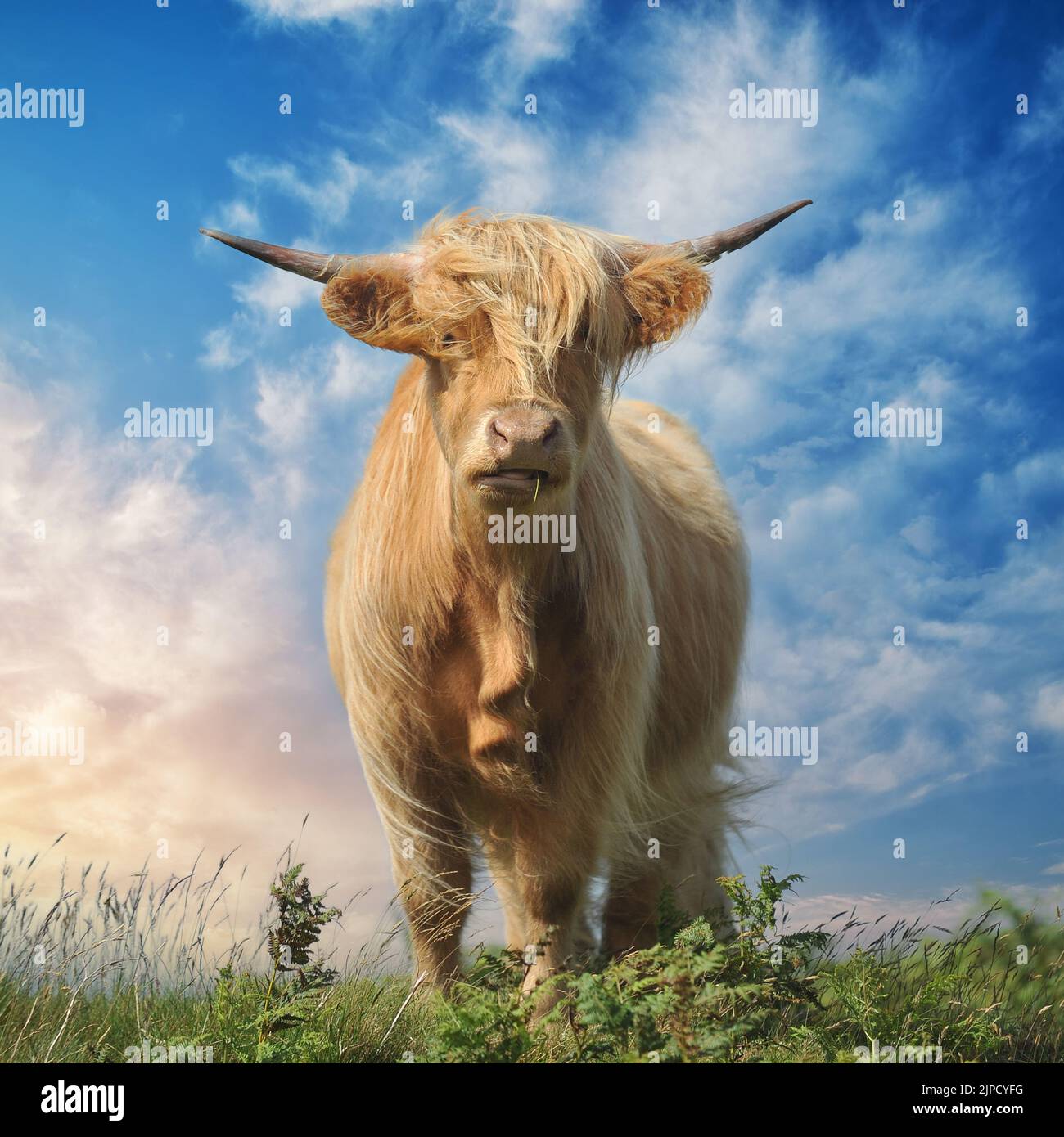 Vache highland femelle Banque de photographies et d’images à haute ...