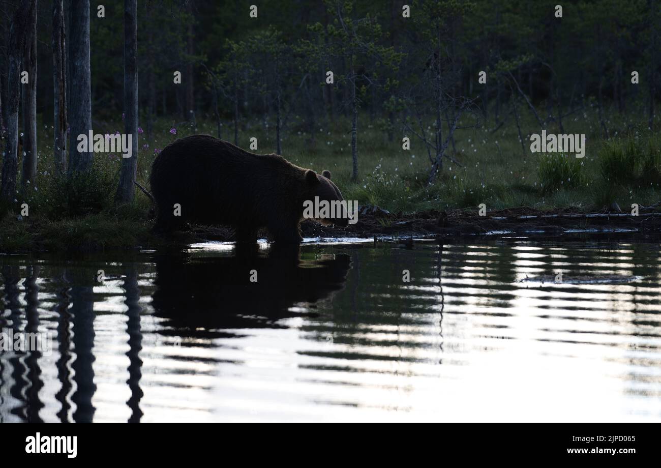 Ours brun (Ursus arctos) entrant dans un lac pour une baignade au ...