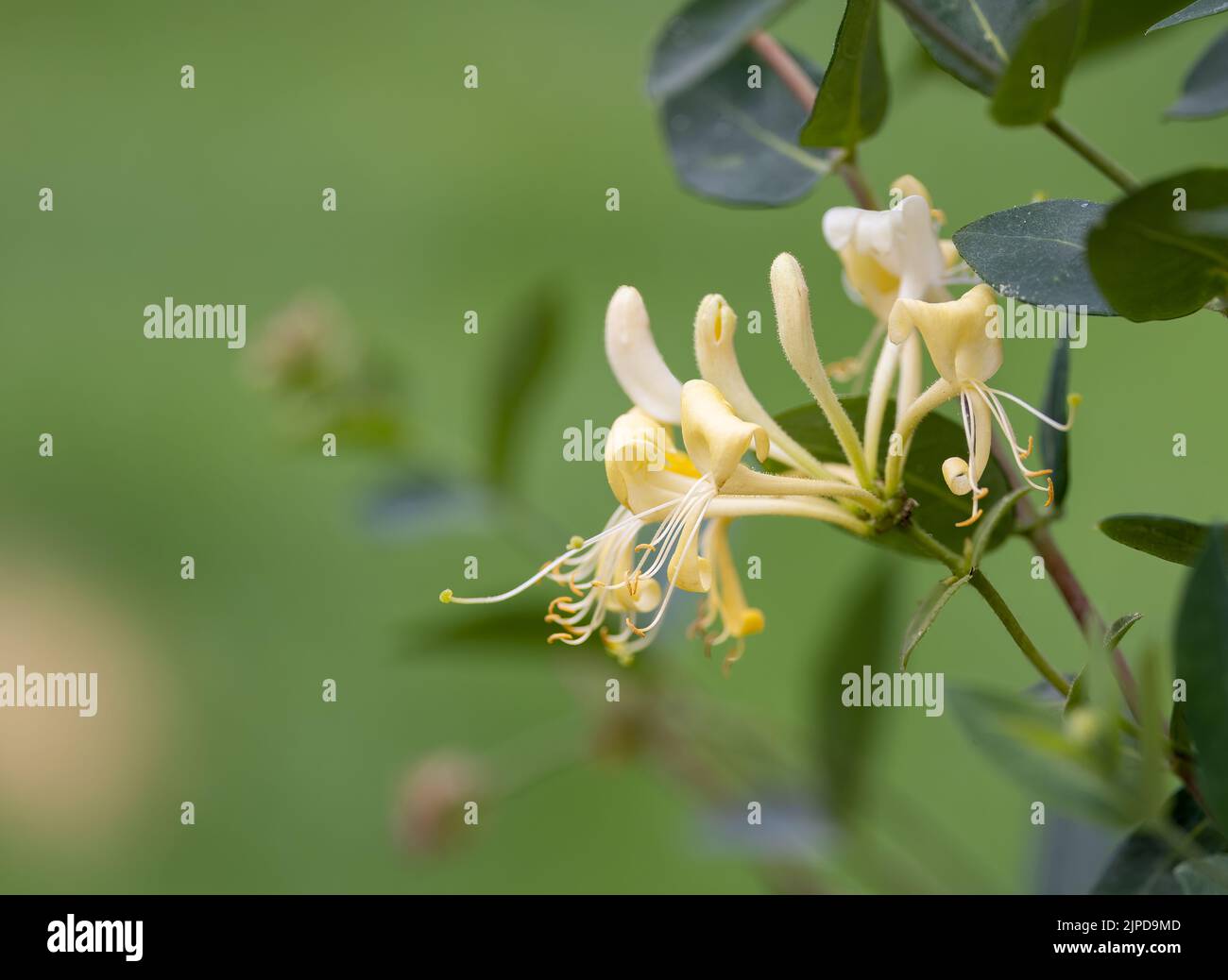 Un beau chèvrefeuille commun (Lonicera periclymenum) avec des fleurs de ...