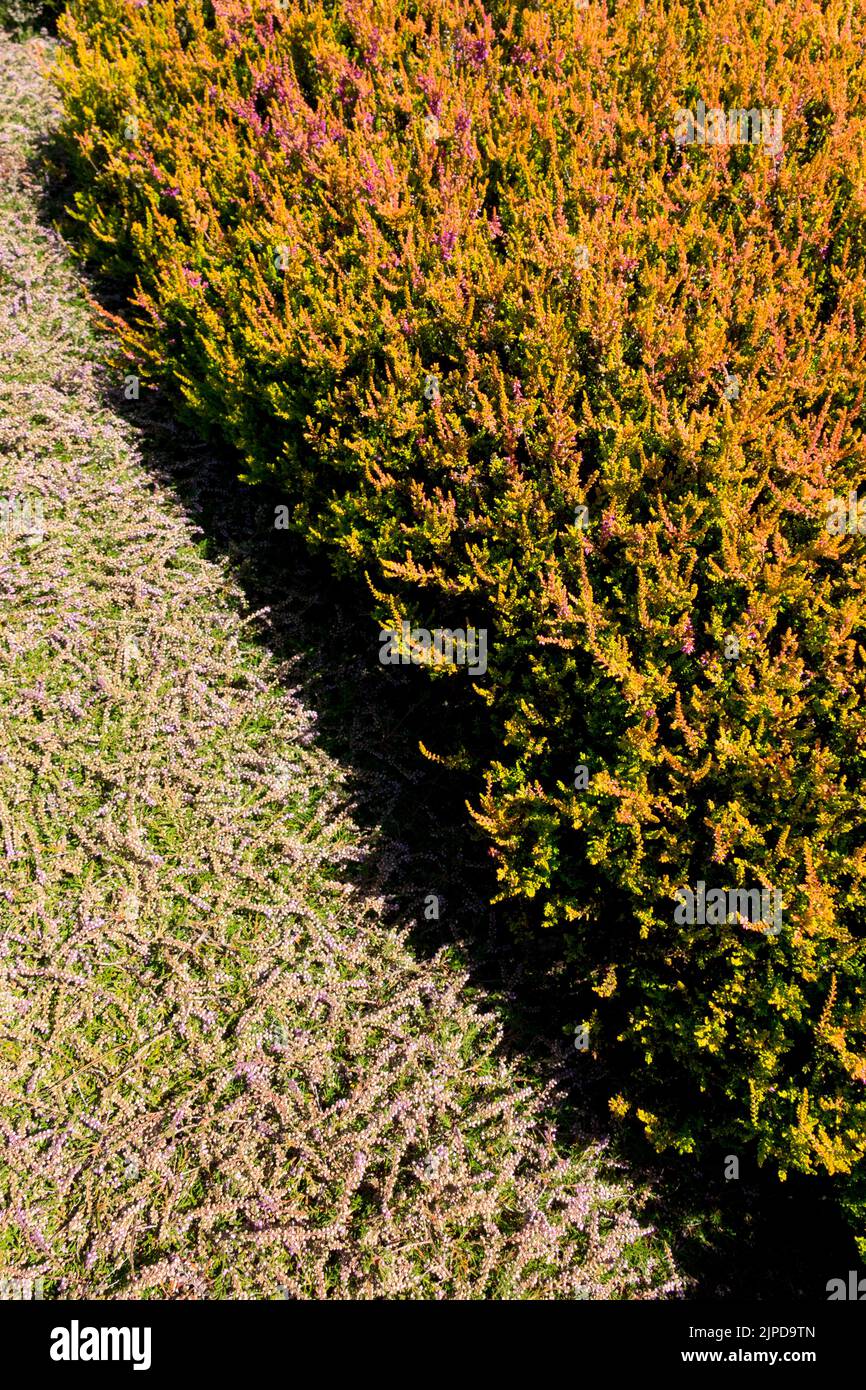 Calluna vulgaris firefly Banque de photographies et d’images à haute ...