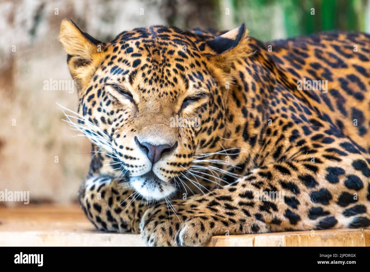 Le léopard (nom latin Panthera pardus kotiya) repose sur le bureau en ...