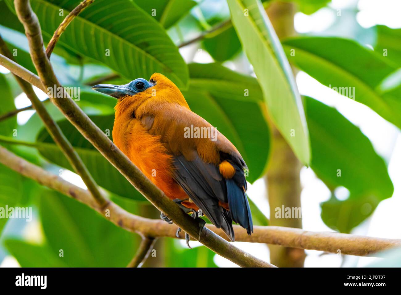 Oiseau capucin coloré Banque de photographies et d’images à haute ...
