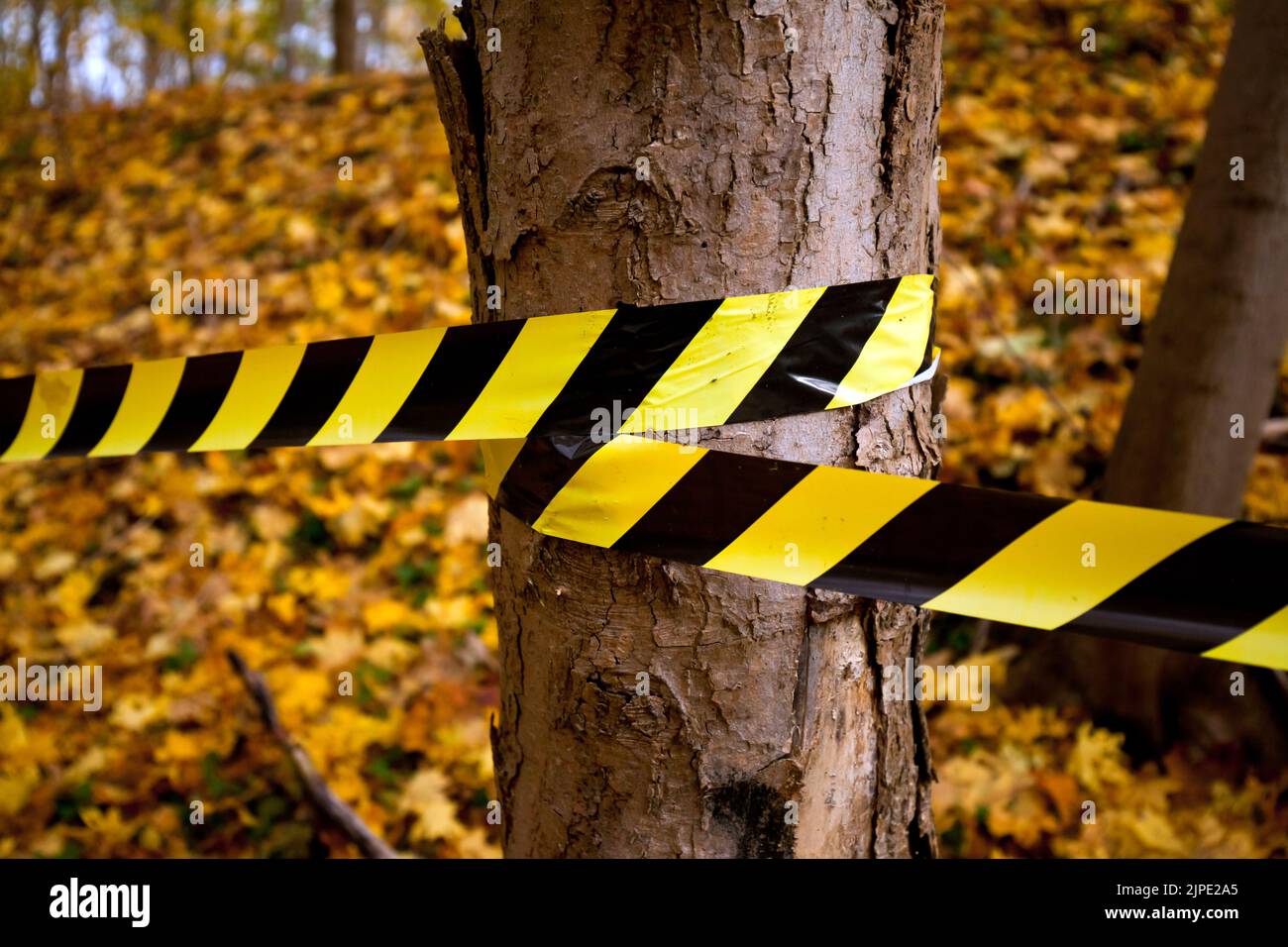 Forest crime scene Banque de photographies et d’images à haute ...