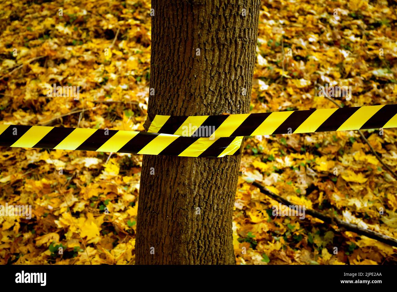 Forest crime scene Banque de photographies et d’images à haute ...