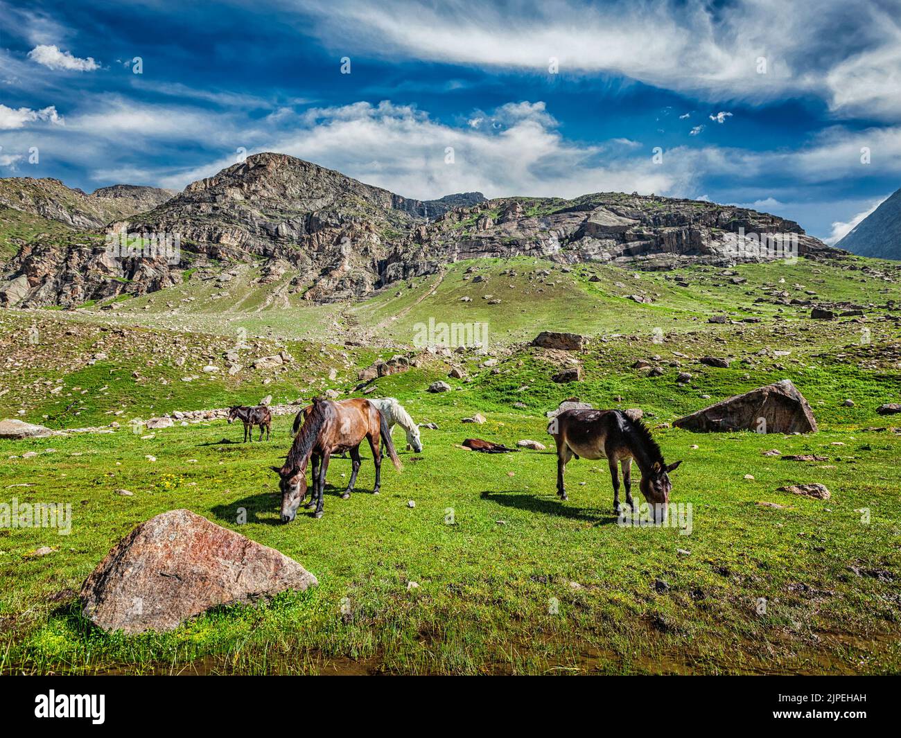 âne cheval Banque de photographies et d’images à haute résolution - Alamy