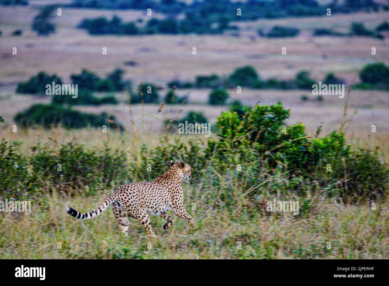 Guã©pard chat sauvage chat fourrure animal Banque de photographies et d ...