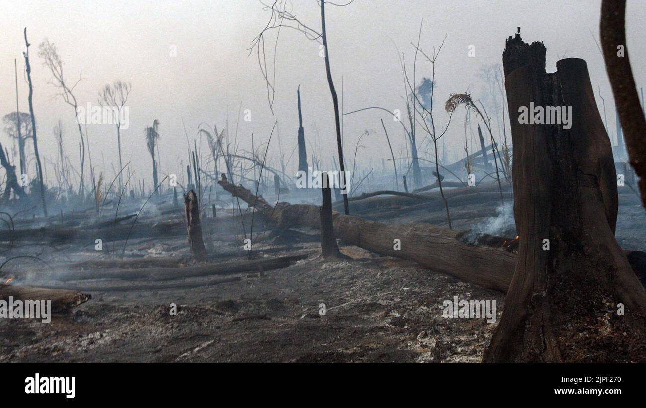 LE TERRITOIRE, des vestiges brûlis de la forêt amazonienne après un feu ...