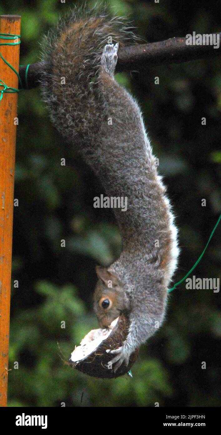 Il existe plusieurs façons de fissurer un écrou. Un écureuil gris pend ...