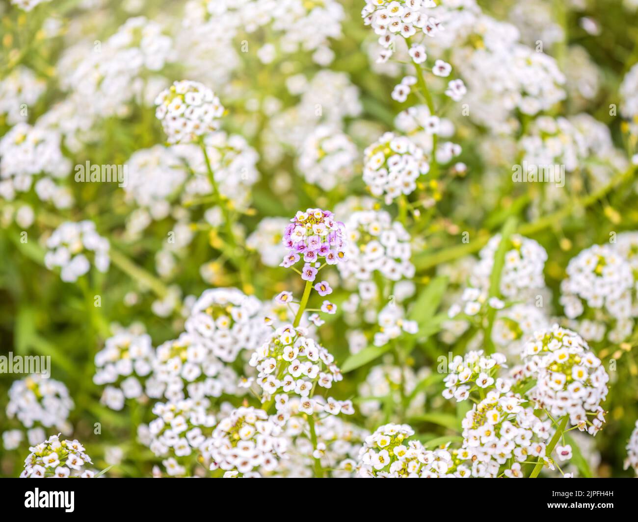 Fleurs pourpres et blanches de Lobularia maritima Alyssum maritimum ...