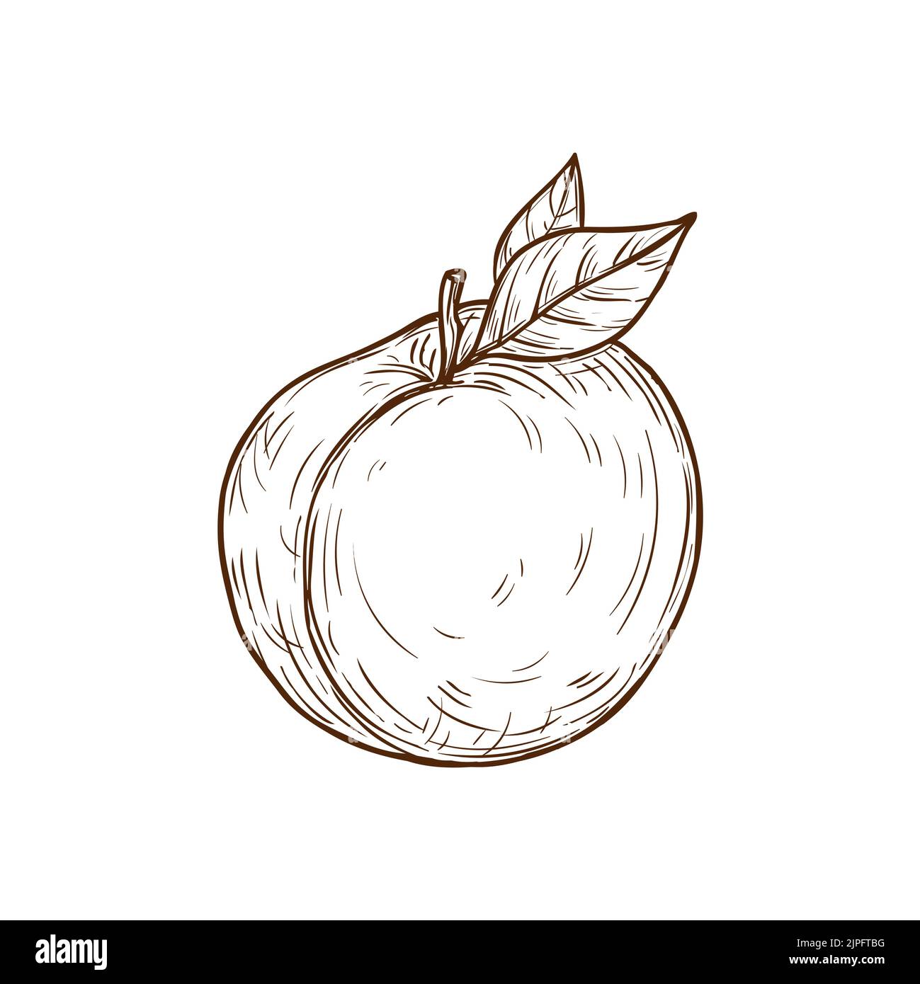 Abricot, pêche ou prune avec feuilles isolées monochrome croquis ...