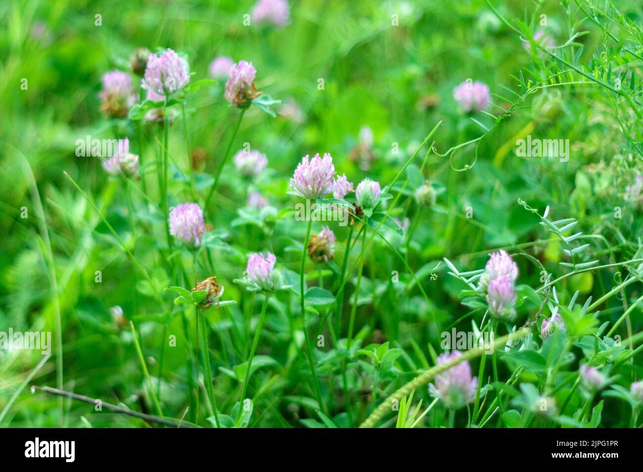 Trifolium pratense, trèfle rose, est une espèce herbacée de plante à ...
