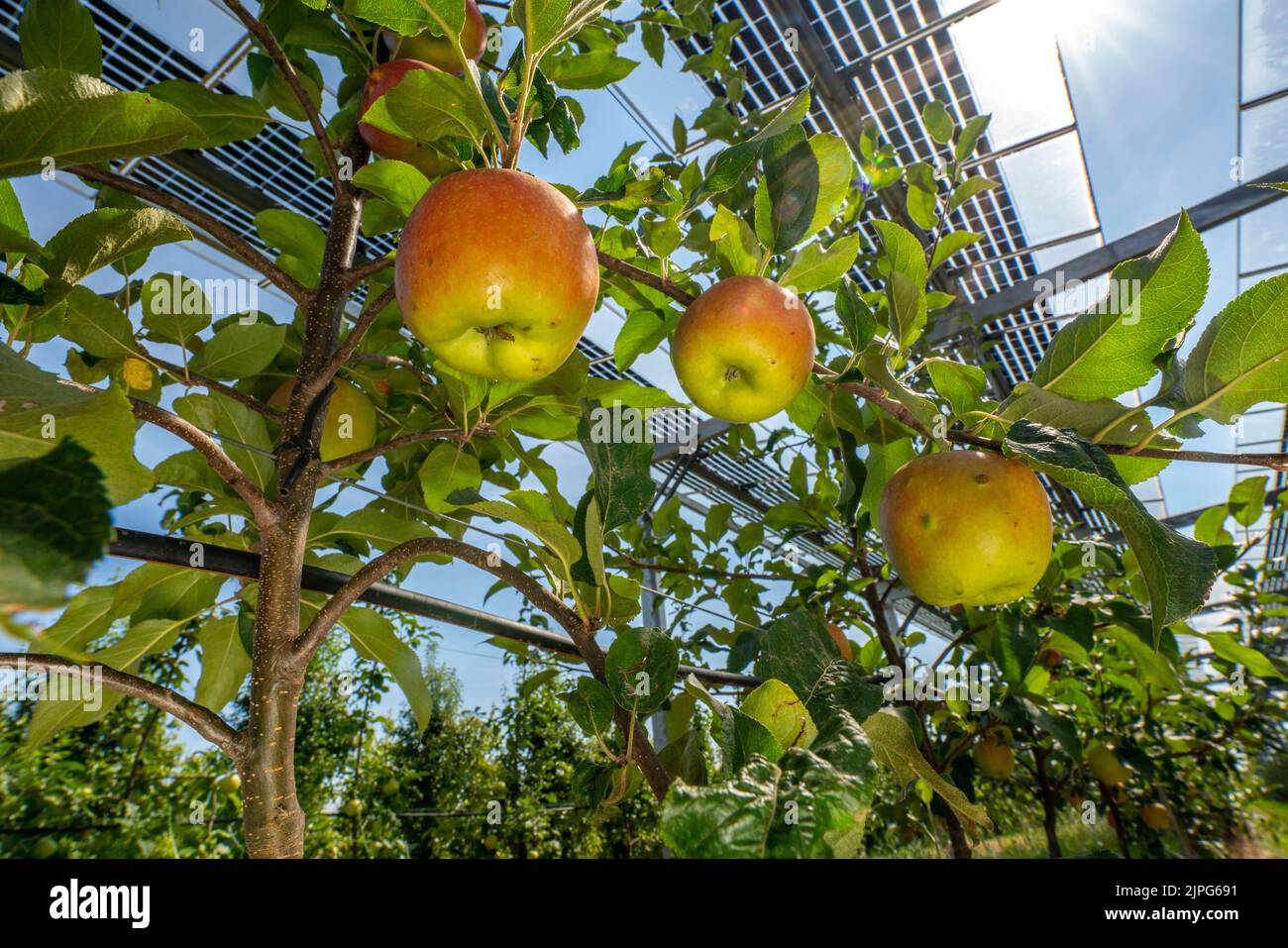 Installation d'essai Agri-photovoltaïque, un verger de pommes a été ...