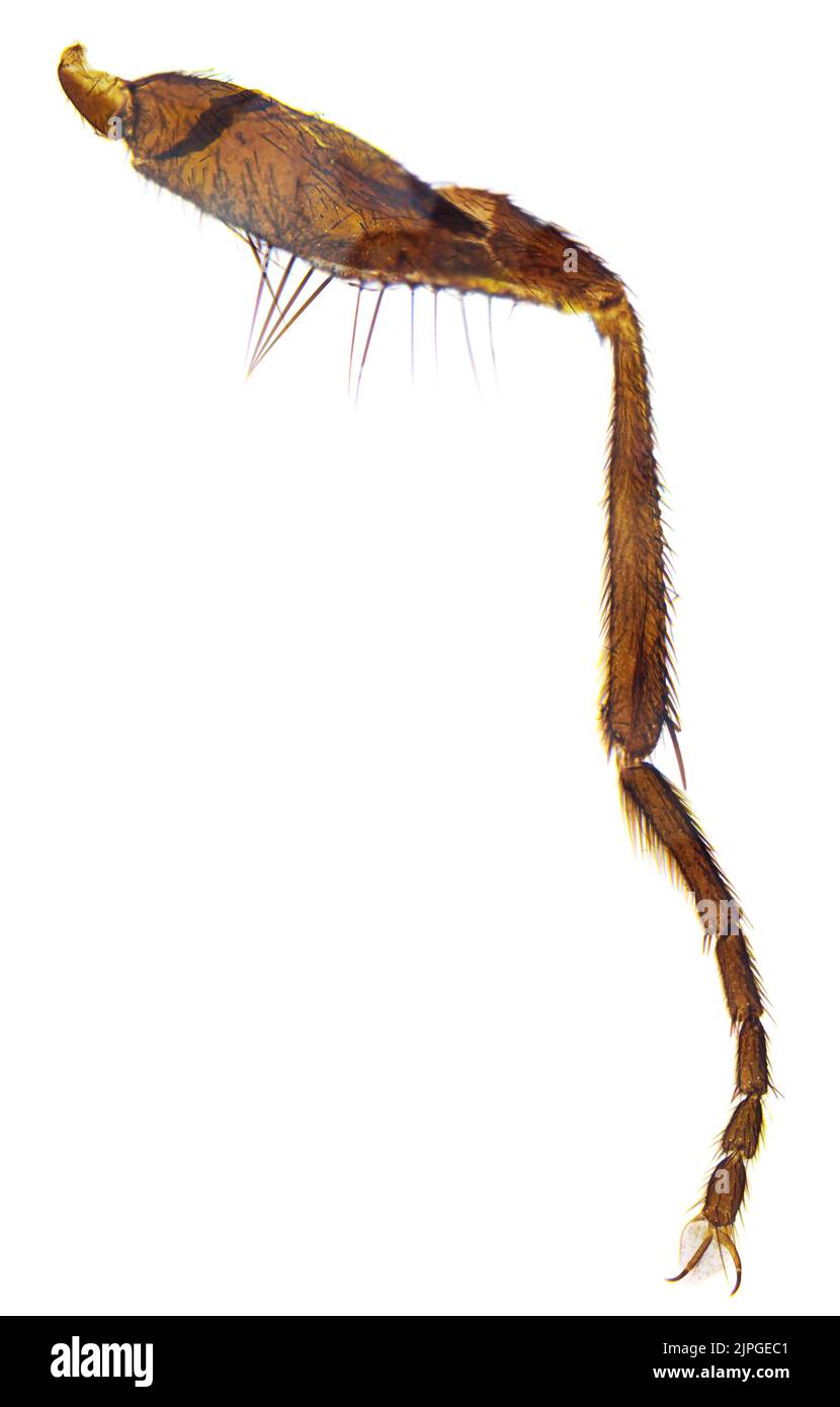 Microscopic insect Banque de photographies et d’images à haute ...