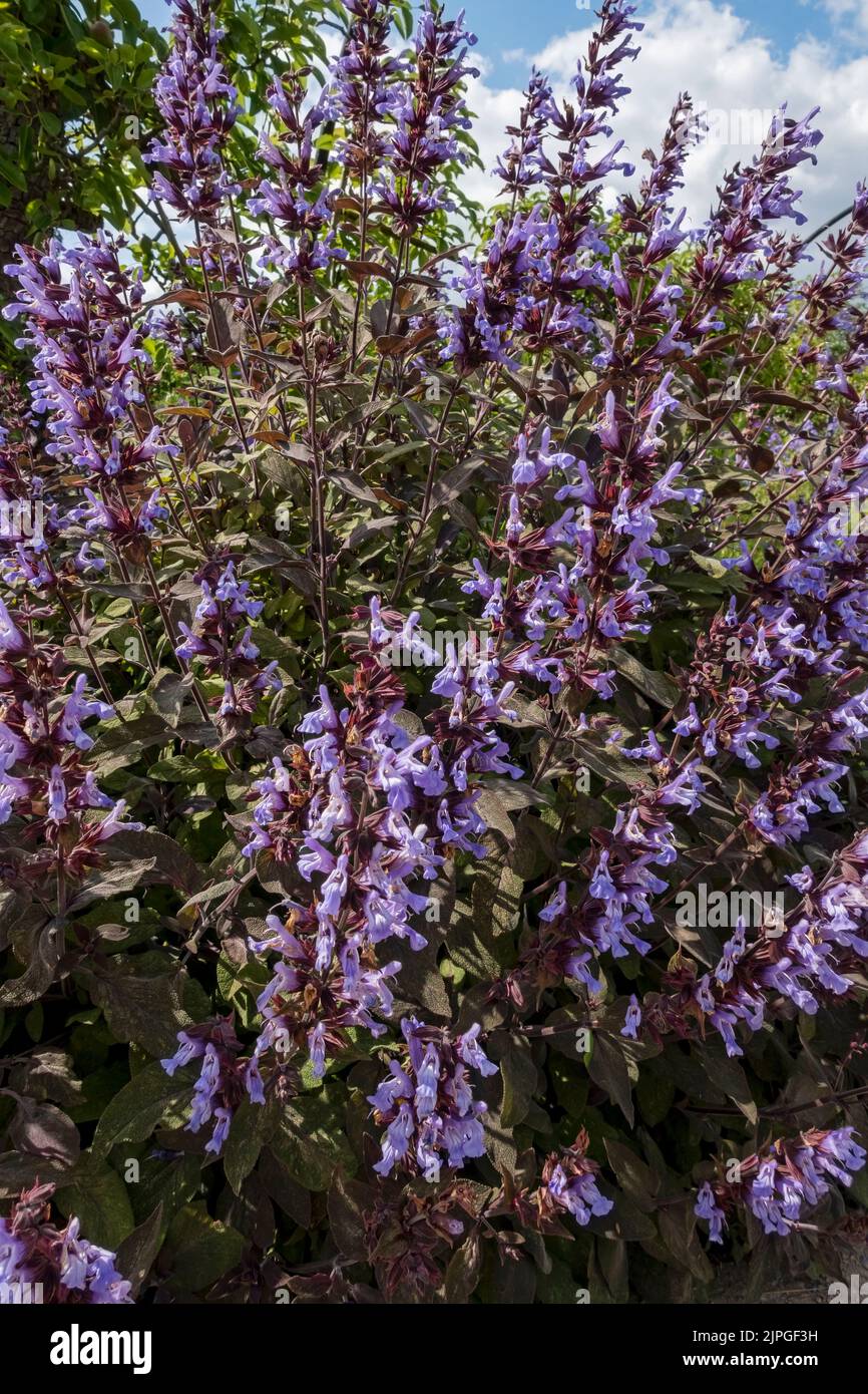 Salvia officinalis purpurea Banque de photographies et d’images à haute ...