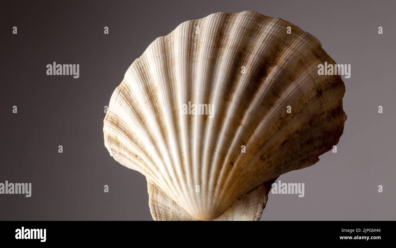 Shell of saint james Banque de photographies et d’images à haute ...