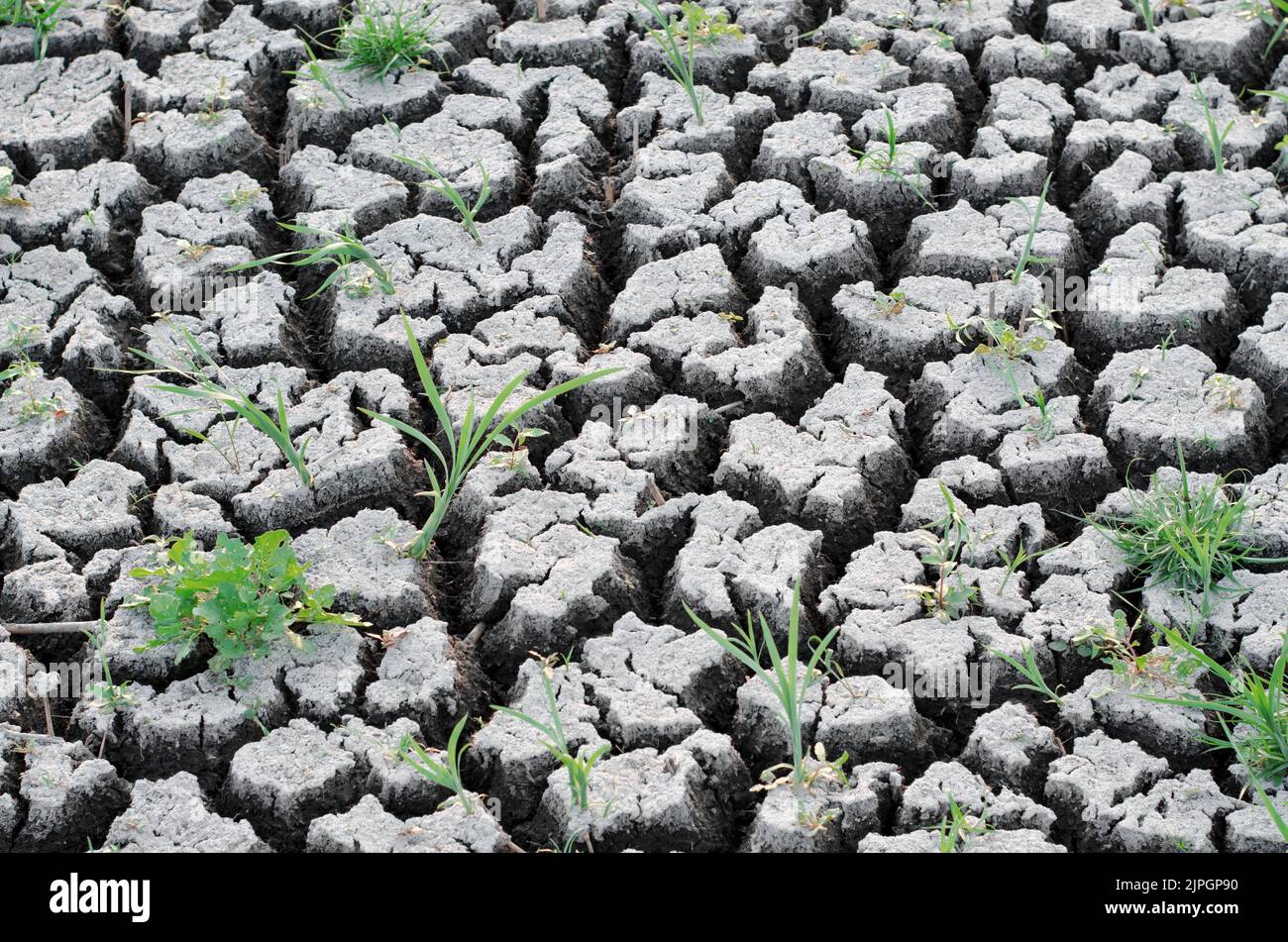 Le fond d'un lac séché en Ukraine. Pénurie mondiale d'eau sur la ...
