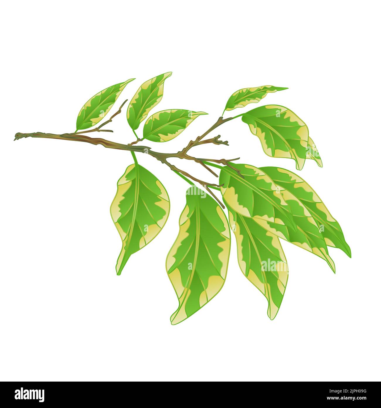 Plante tropicale Ficus benjamina branche Ficus Variegated sur fond ...