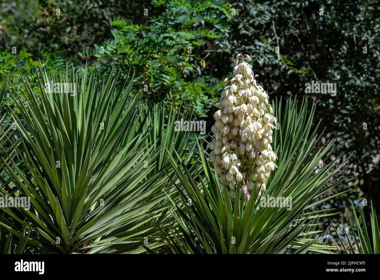 Le yucca gigantea (Yucca elephantipes, Yucca guatemalensis) est une ...
