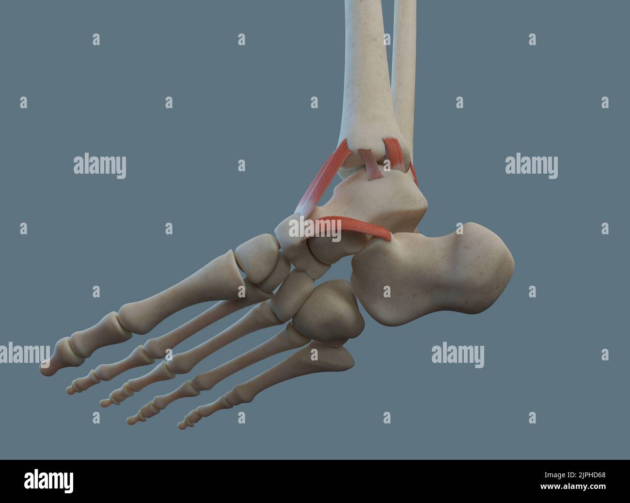Anatomie de l'articulation de la cheville humaine, y compris les ...