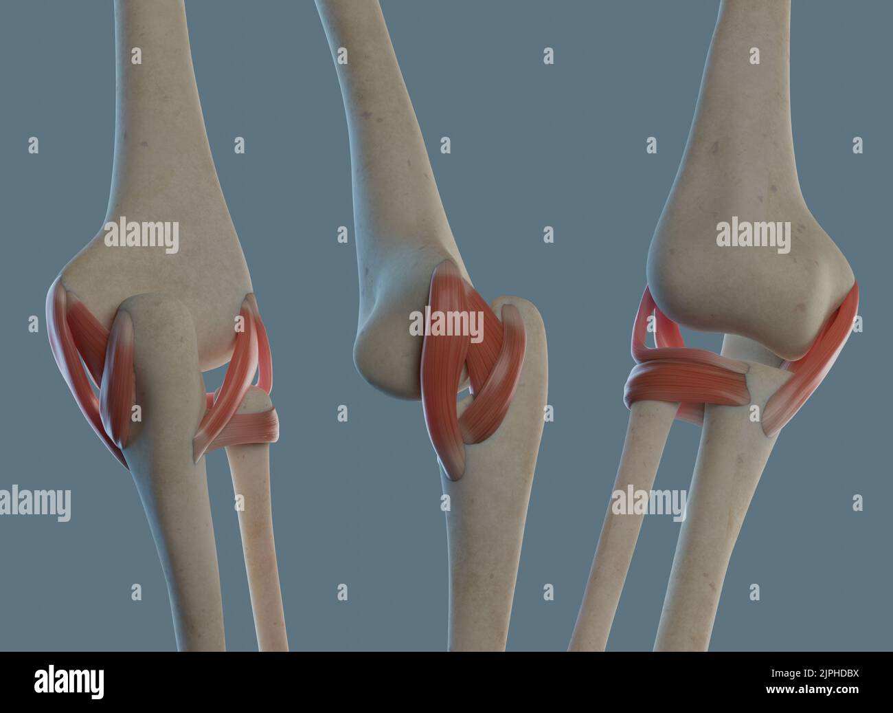 Anatomie des articulations du coude, y compris les ligaments et les os ...