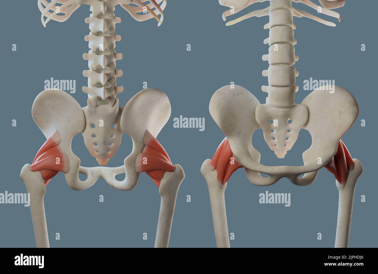 Anatomie de l'articulation de la hanche, y compris les ligaments et les ... Anatomie de l'articulation de la hanche, y compris les ligaments et les ...