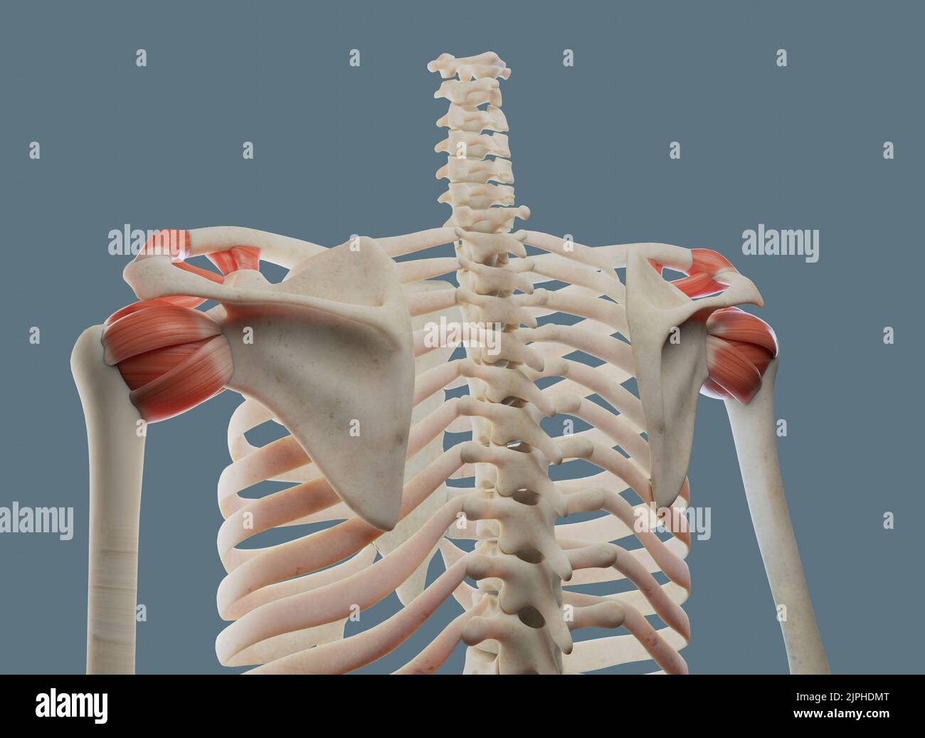 Anatomie de l'articulation de l'épaule humaine. Ligaments de la coiffe ...