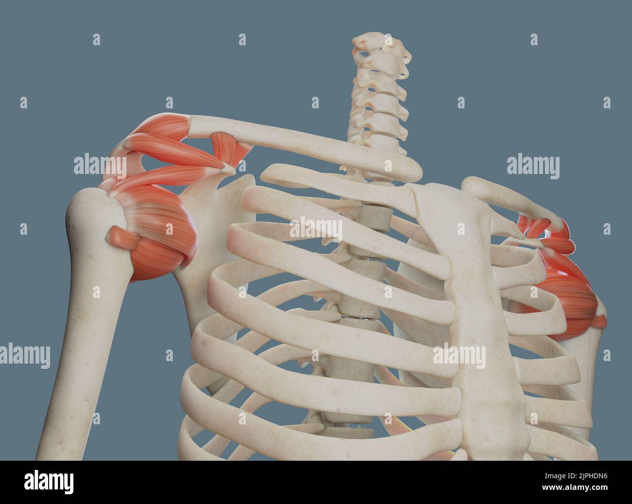 Anatomie de l'articulation de l'épaule humaine. Ligaments de la coiffe ...
