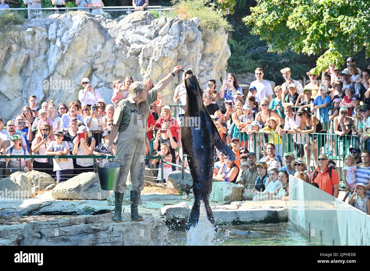 Vienne, Autriche. Alimentation du phoque de la manie (Otaria byronia ...
