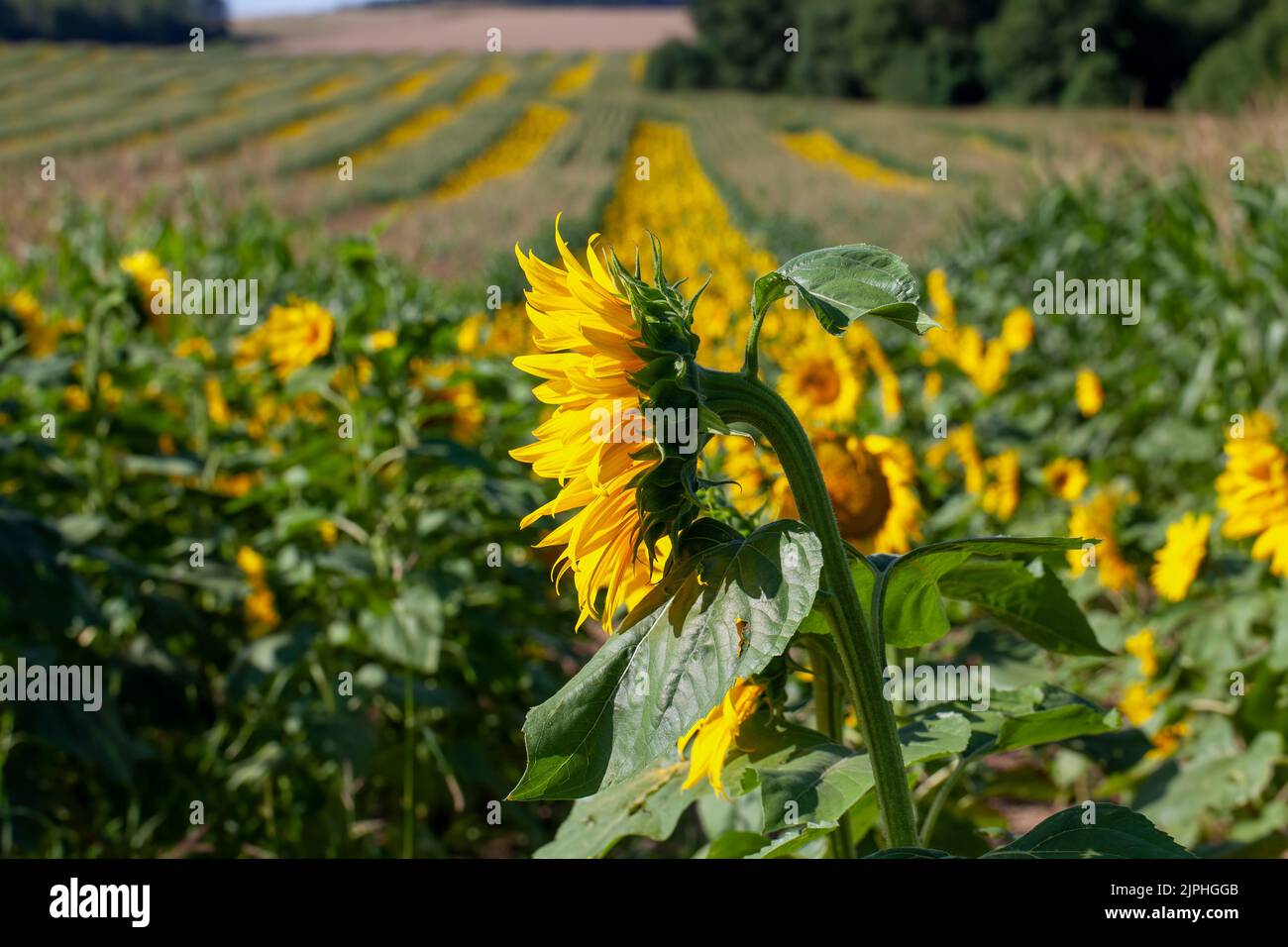 un champ avec des tournesols pendant la culture pour récolter des ...