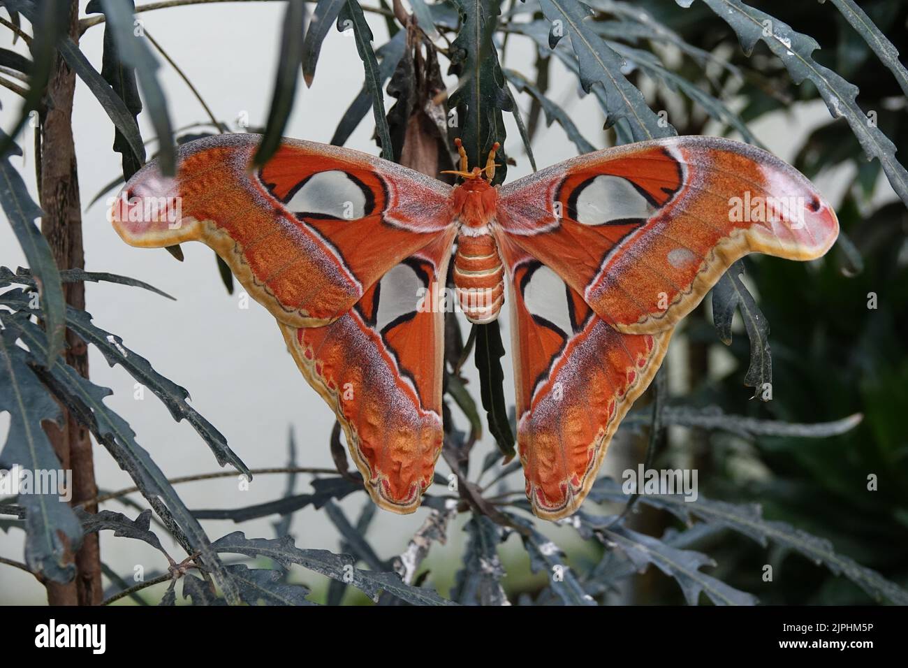 Atlas moth close up Banque de photographies et d’images à haute ...