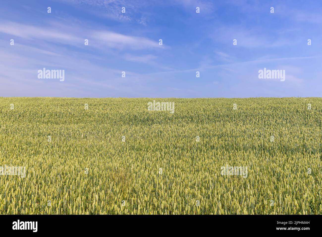 Champ de blé avec du blé non mûr en balançant dans le vent , période ...