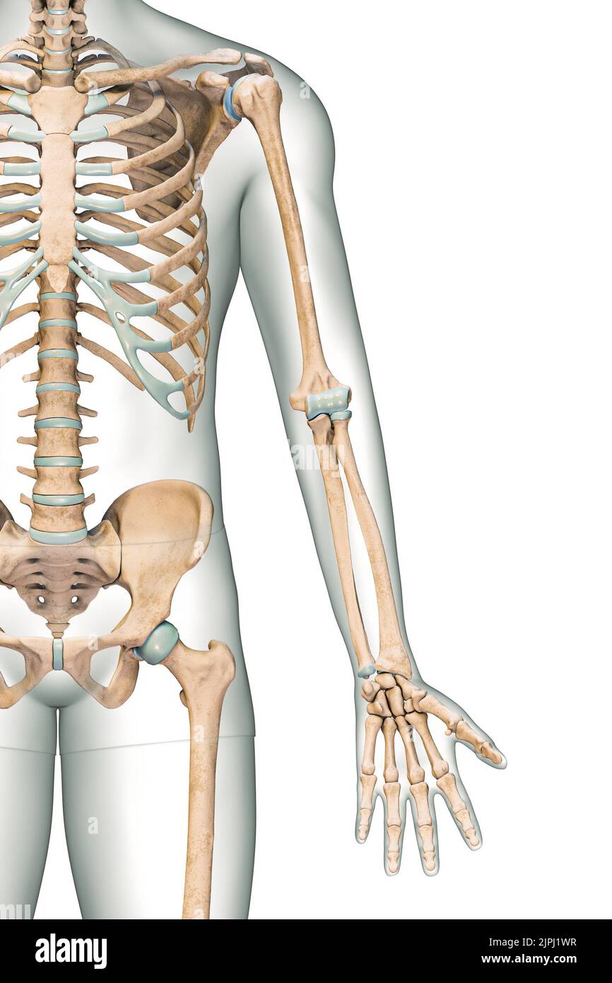 Anatomie du radius Banque de photographies et d’images à haute ...