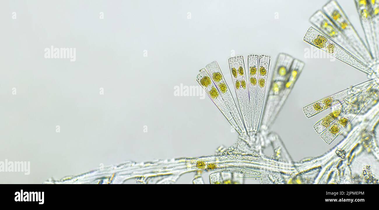 Algae microscope Banque de photographies et d’images à haute résolution ...