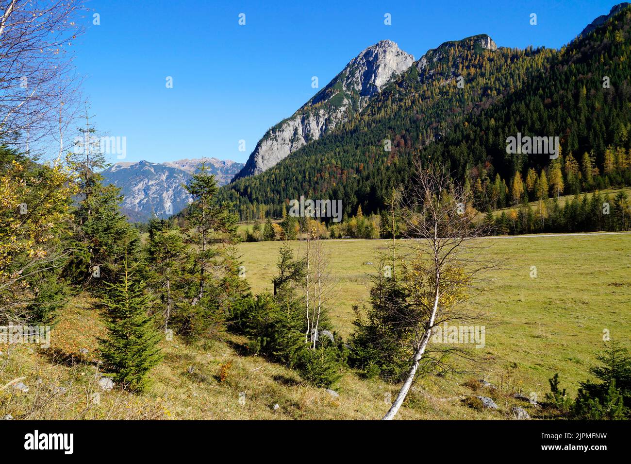 Pins dans les alpes Banque de photographies et d’images à haute ...