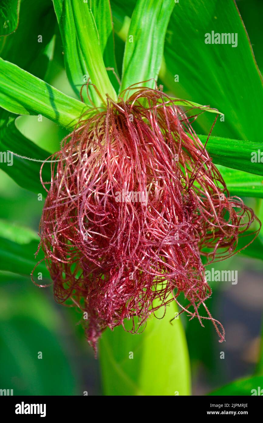 Stigma of maize zea mays Banque de photographies et d’images à haute ...