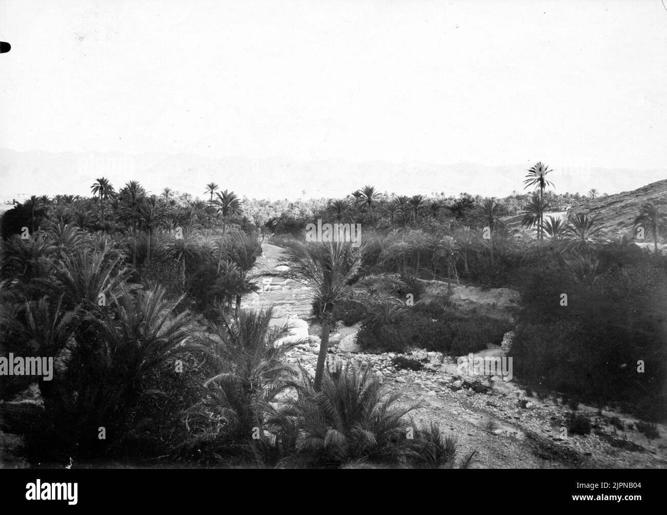 Oasis algérie Banque d'images noir et blanc - Alamy