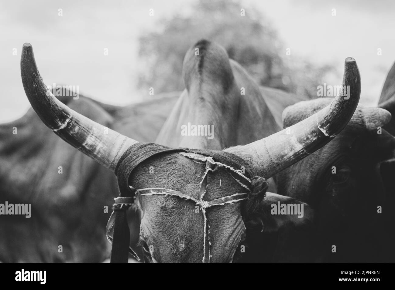 Vache noire et blanche avec des cornes Banque de photographies et d’images à haute résolution ...