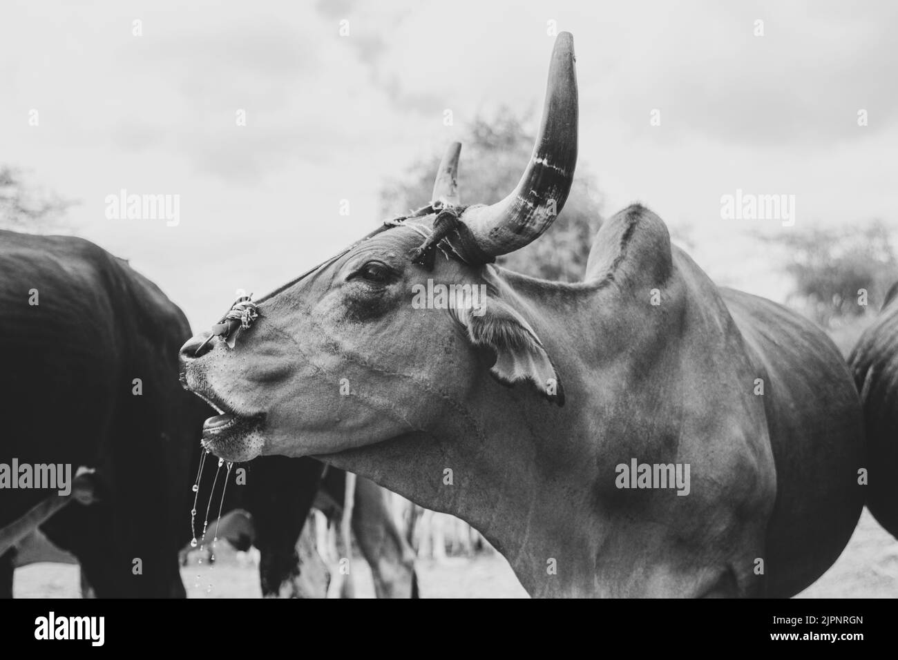 Vache noire et blanche avec des cornes Banque d'images noir et blanc - Page 2 - Alamy