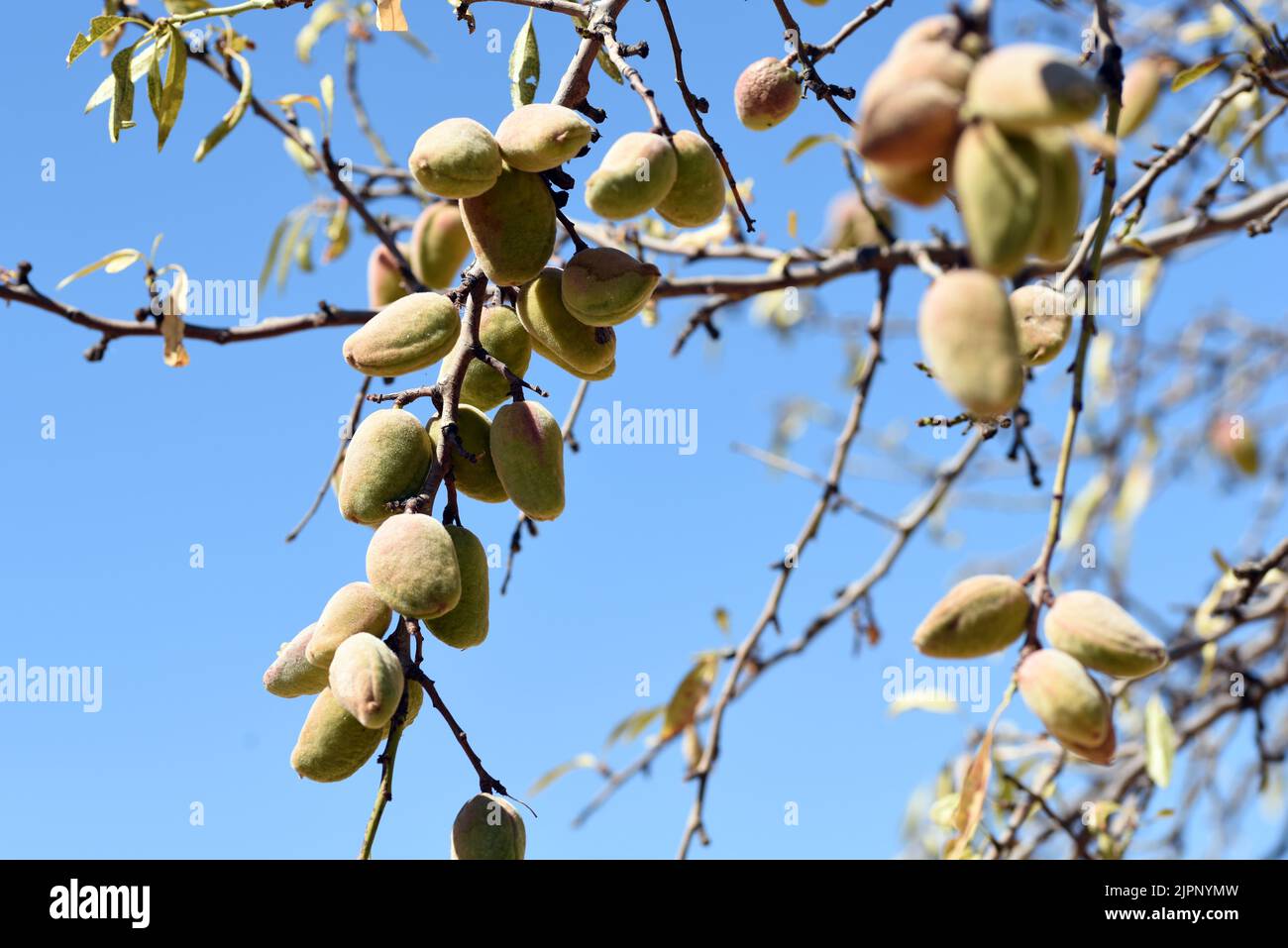 Detalle de las ramas del árbol del almendro cargadas de sus frutos a ...