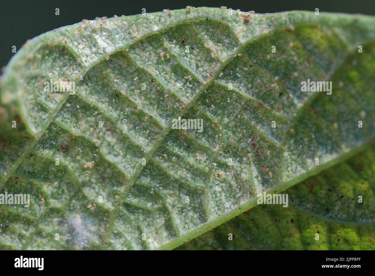 Tetranychus urticaire (acarien d'araignée rouge ou acarien d'araignée à ...