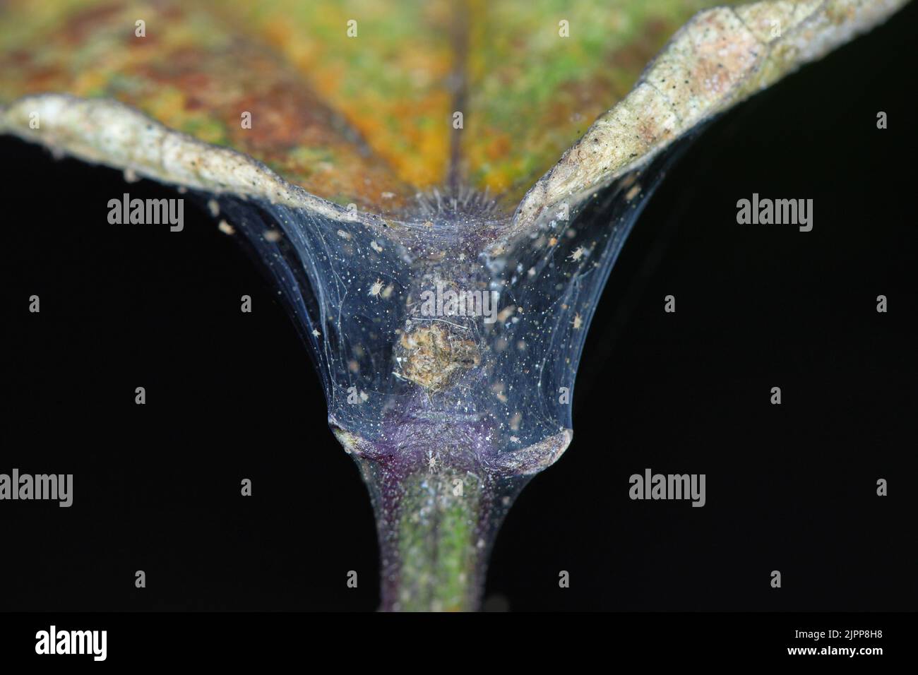 Tetranychus urticaire (acarien d'araignée rouge ou acarien d'araignée à ...