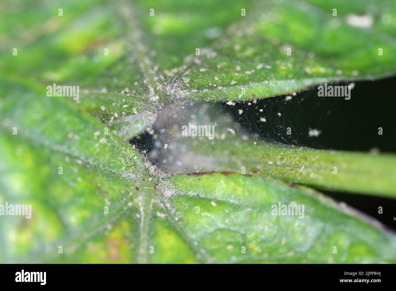 Tetranychus urticaire (acarien d'araignée rouge ou acarien d'araignée à ...