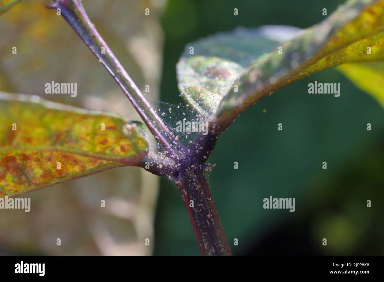 Tetranychus urticaire (acarien d'araignée rouge ou acarien d'araignée à ...