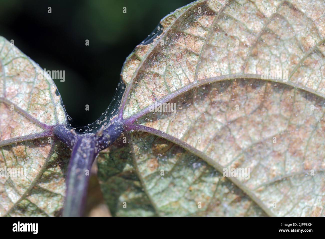 Tetranychus urticaire (acarien d'araignée rouge ou acarien d'araignée à ...