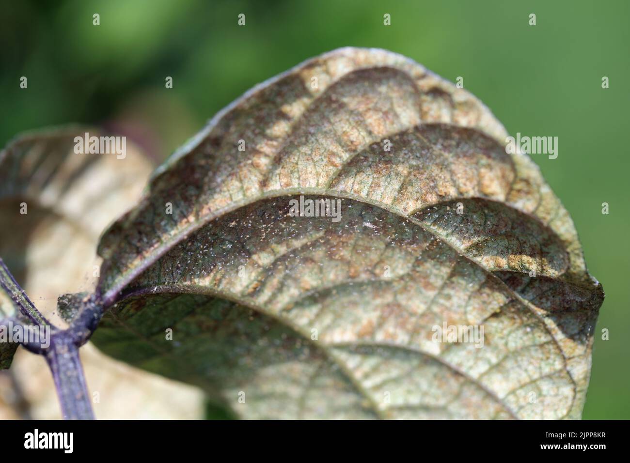 Tetranychus urticaire (acarien d'araignée rouge ou acarien d'araignée à ...