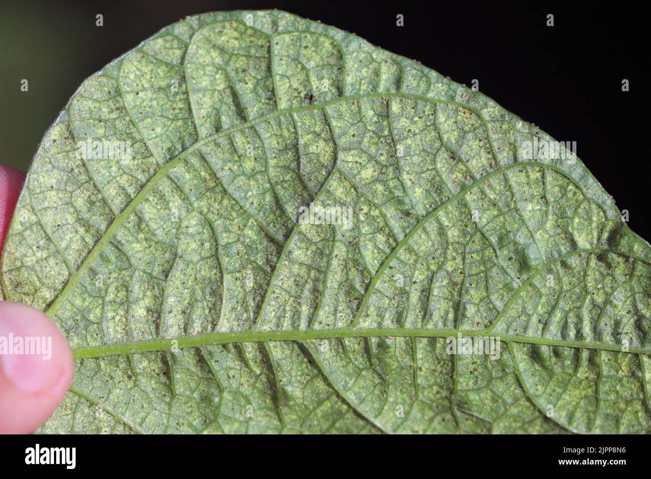 Tetranychus urticaire (acarien d'araignée rouge ou acarien d'araignée à ...