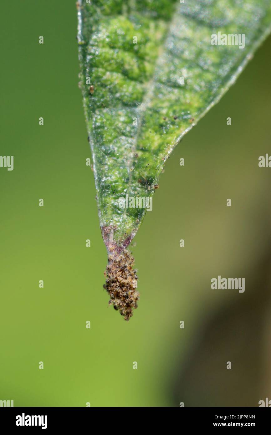 Tetranychus urticaire (acarien d'araignée rouge ou acarien d'araignée à ...