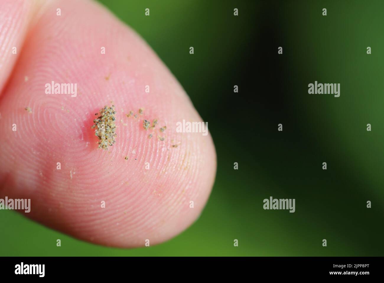 Tetranychus urticaire (acarien d'araignée rouge ou acarien d'araignée à ...