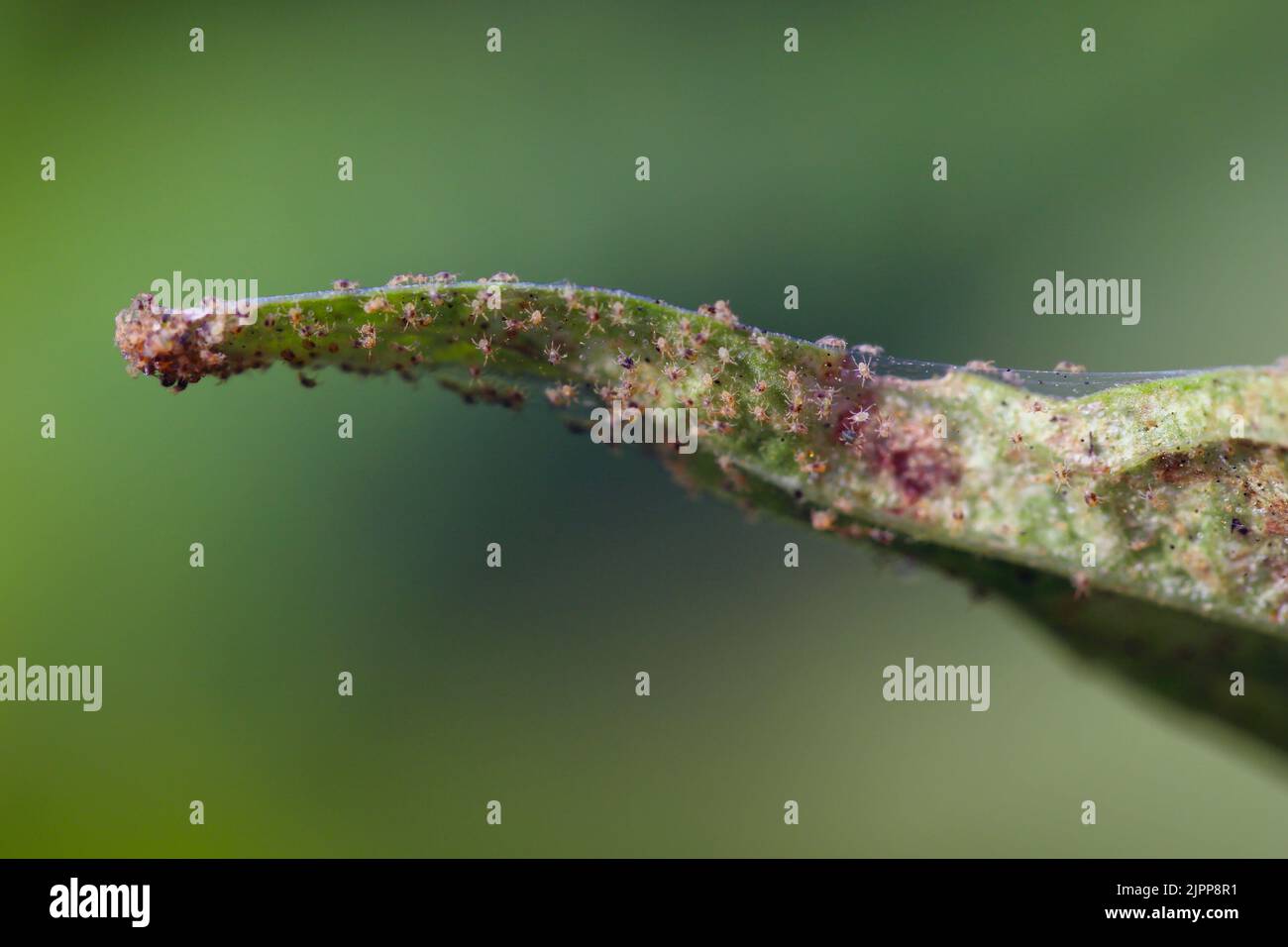 Tetranychus urticaire (acarien d'araignée rouge ou acarien d'araignée à ...