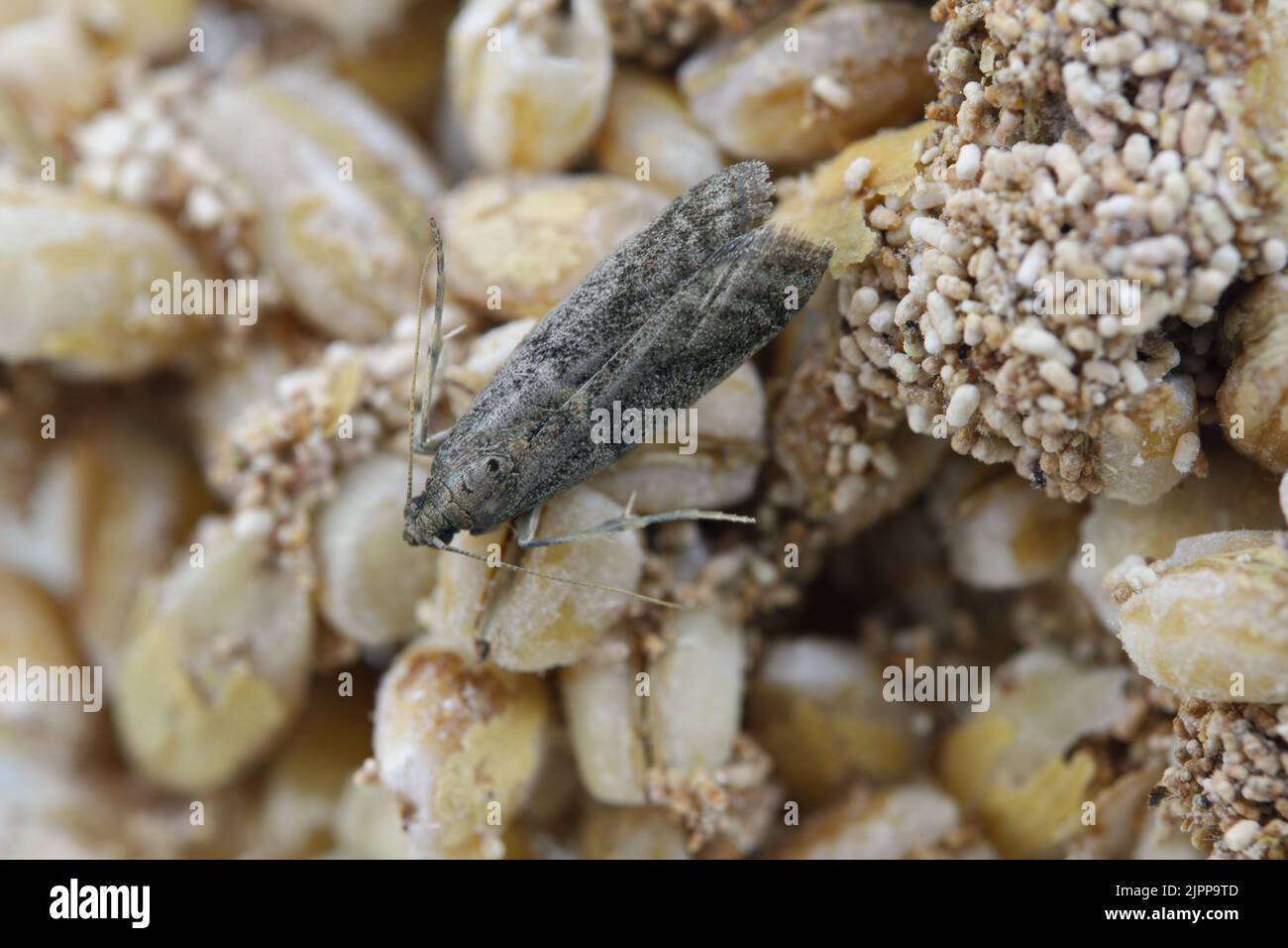 Tabac commun Banque de photographies et d’images à haute résolution - Alamy